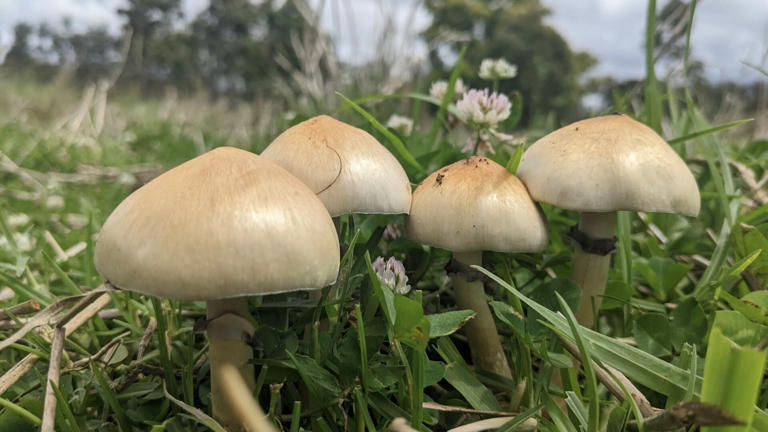 Magic mushroom warning as Nimbin farmer fed up with trespassing foragers
