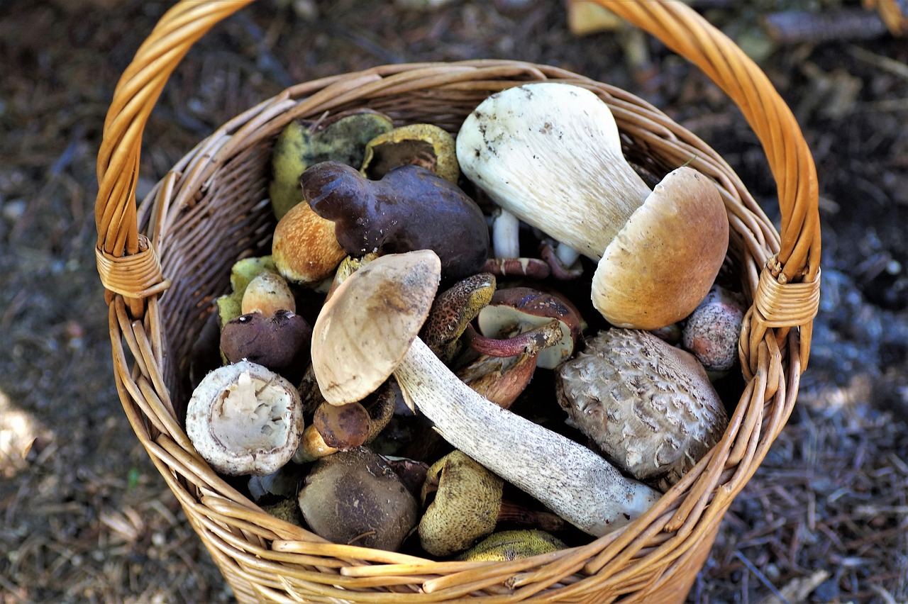 7 psychedelic fruits and berries from around the world