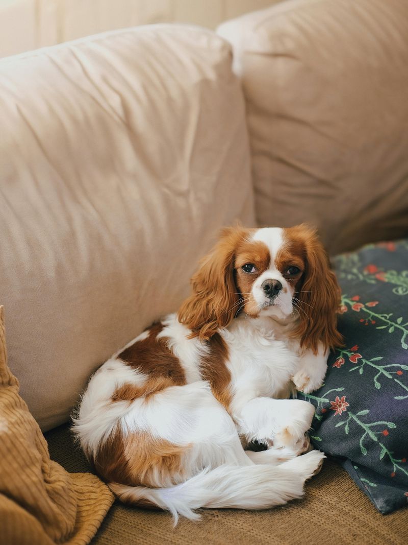 13 dog breeds that are clingy in the cutest way