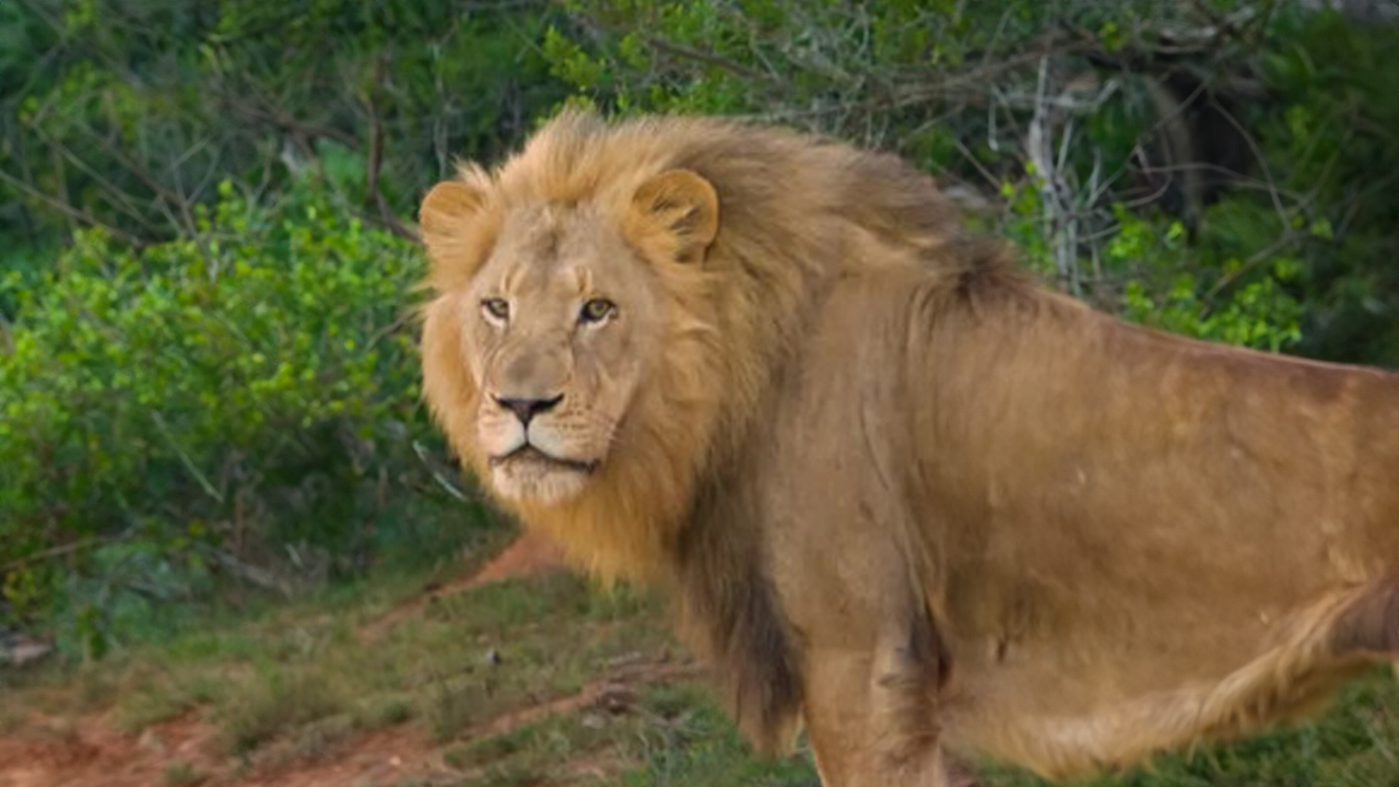 Coyote Peterson holds paws with a lion