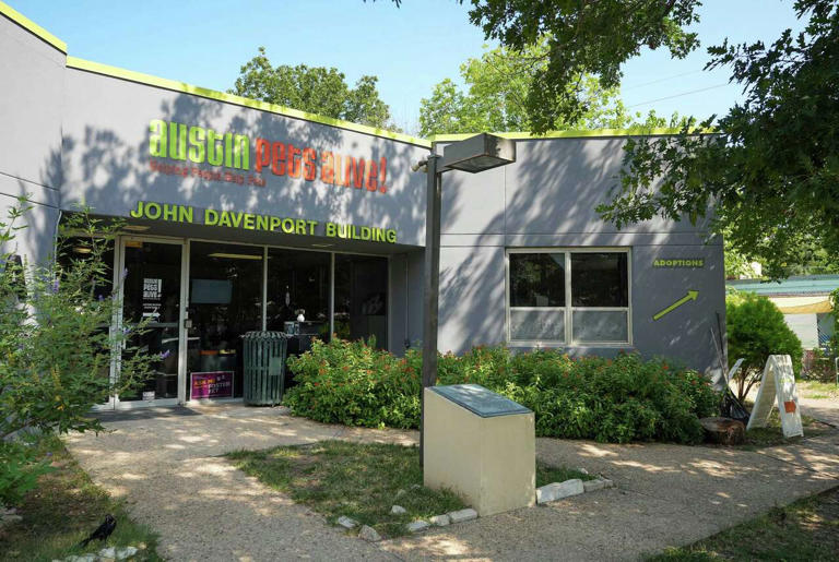 Austin Pets Alive! seeks fosters for 75 dogs ahead of Central Texas freeze