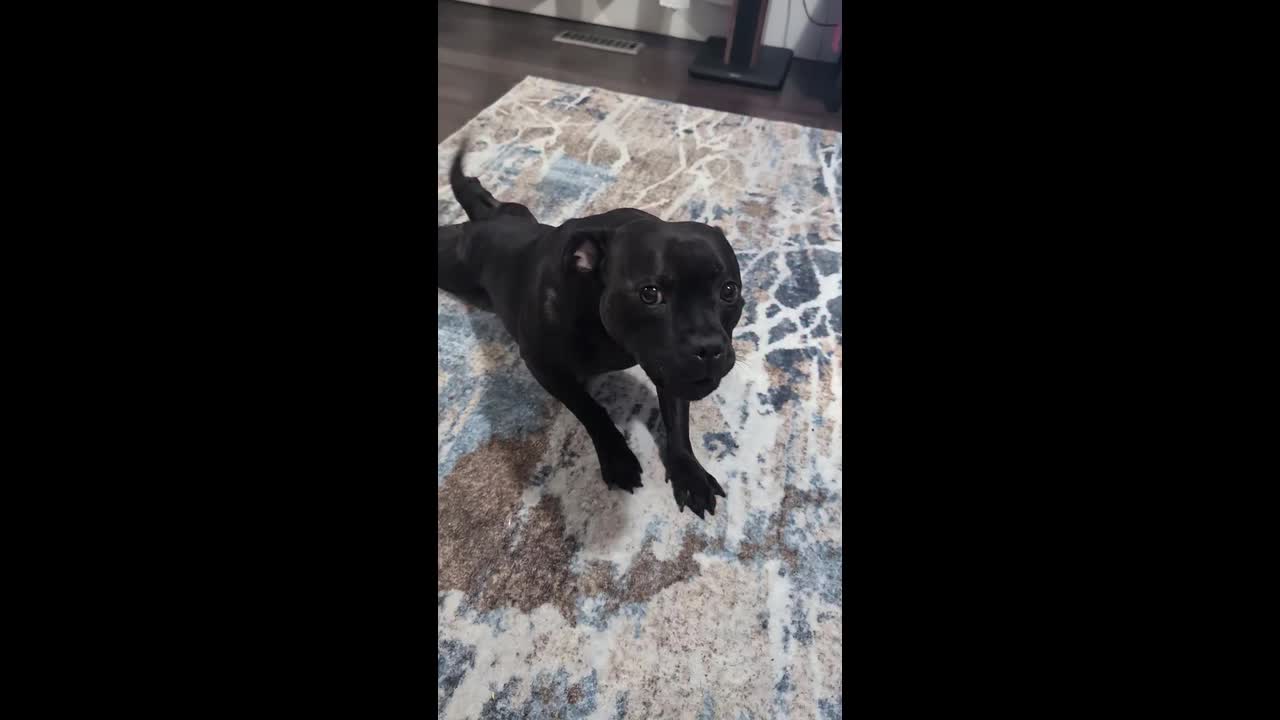 Pet dog makes funny stretching noises on the rug in Alberta, Canada