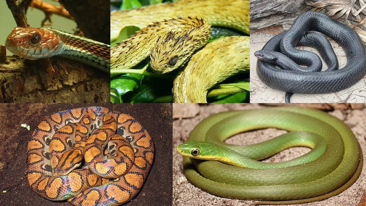 Most beautiful snakes on Earth: Nature’s hidden masterpieces shaped by ...