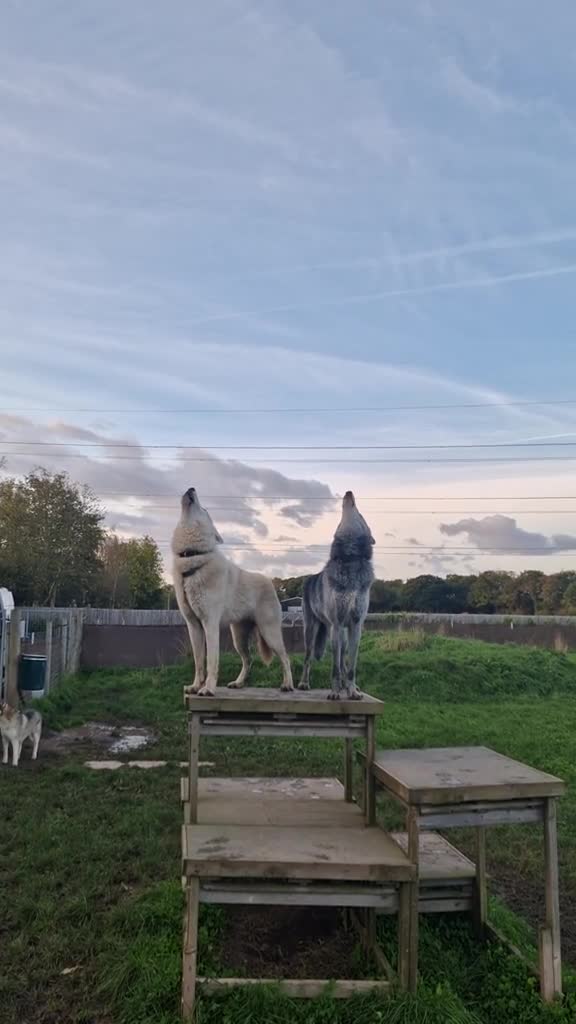 Captivating wolf howls at sunset