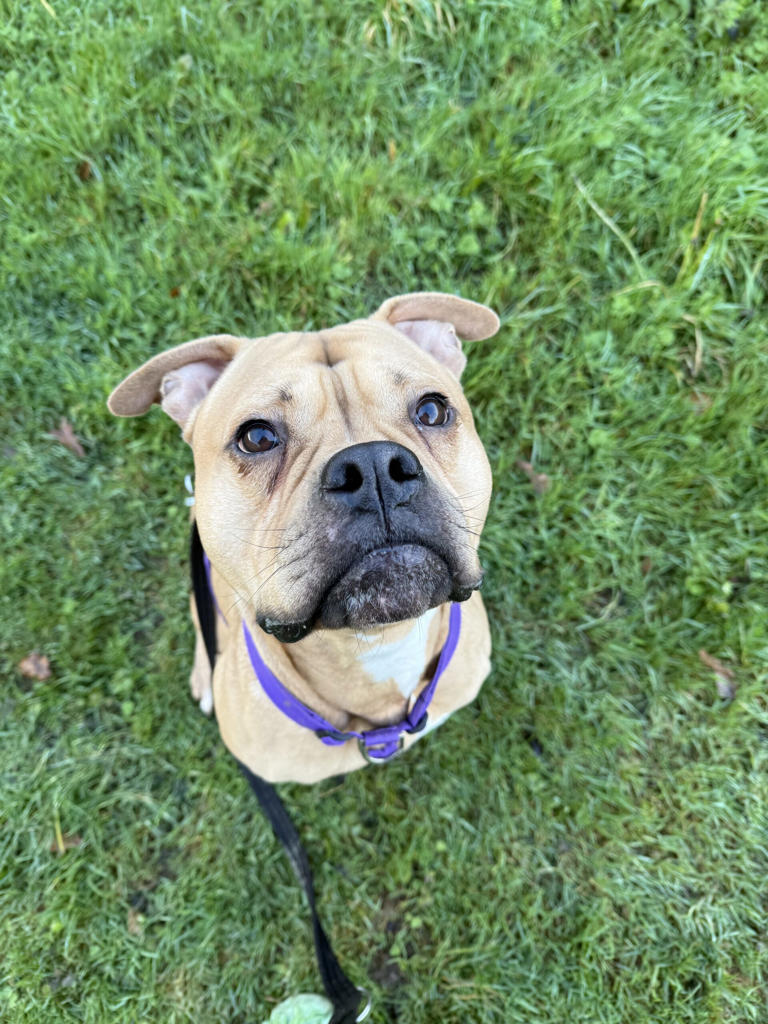 Meet 22 cute dogs at Holly Hedge looking for forever homes in Bristol ...