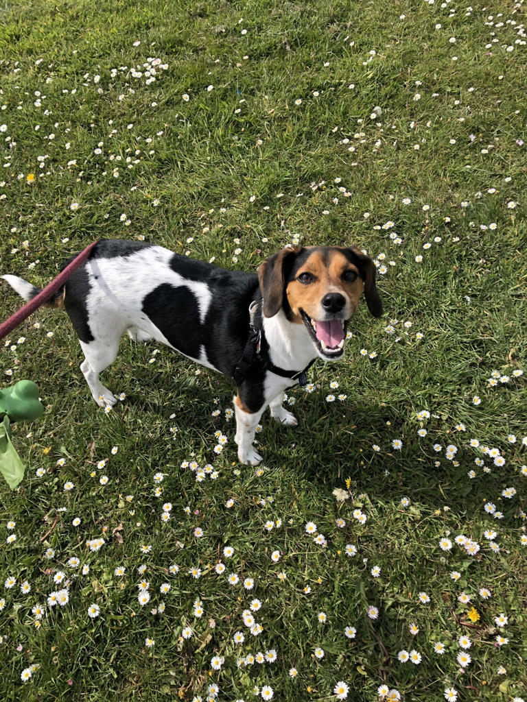 Meet Lottie the lurcher and 21 other dogs looking for a home in Bristol
