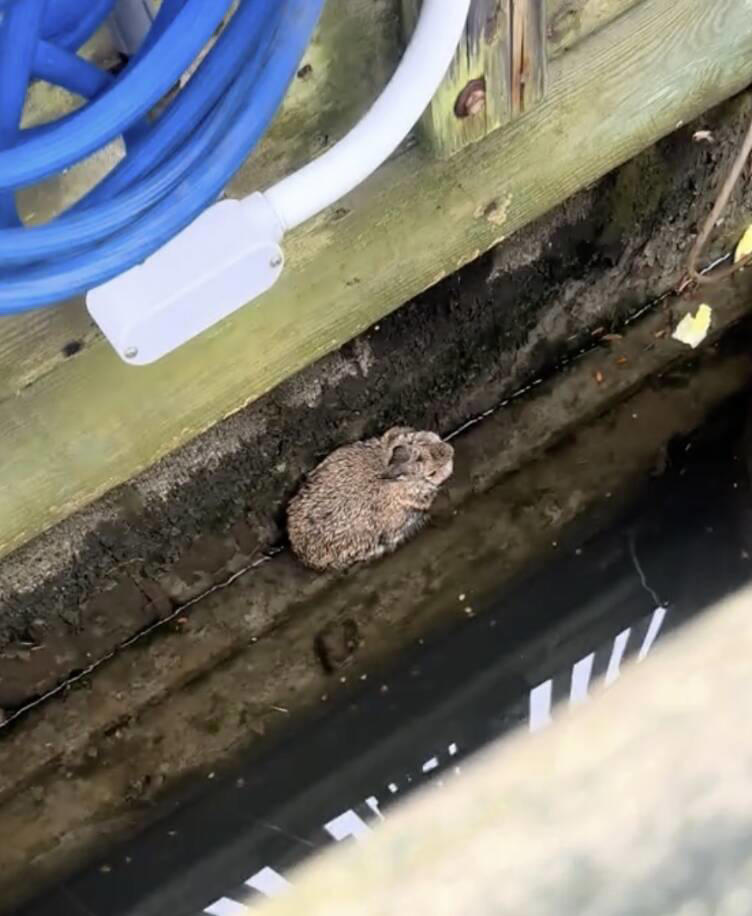 Woman spots fuzzy lump in boat dock crevice — then realizes it's breathing