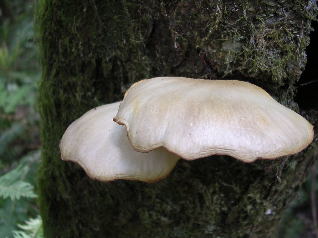 Delicious mushroom-based meat alternatives to try at home
