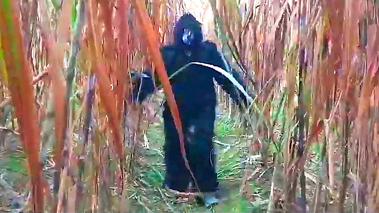 Villagers dress as bears to chase monkeys away