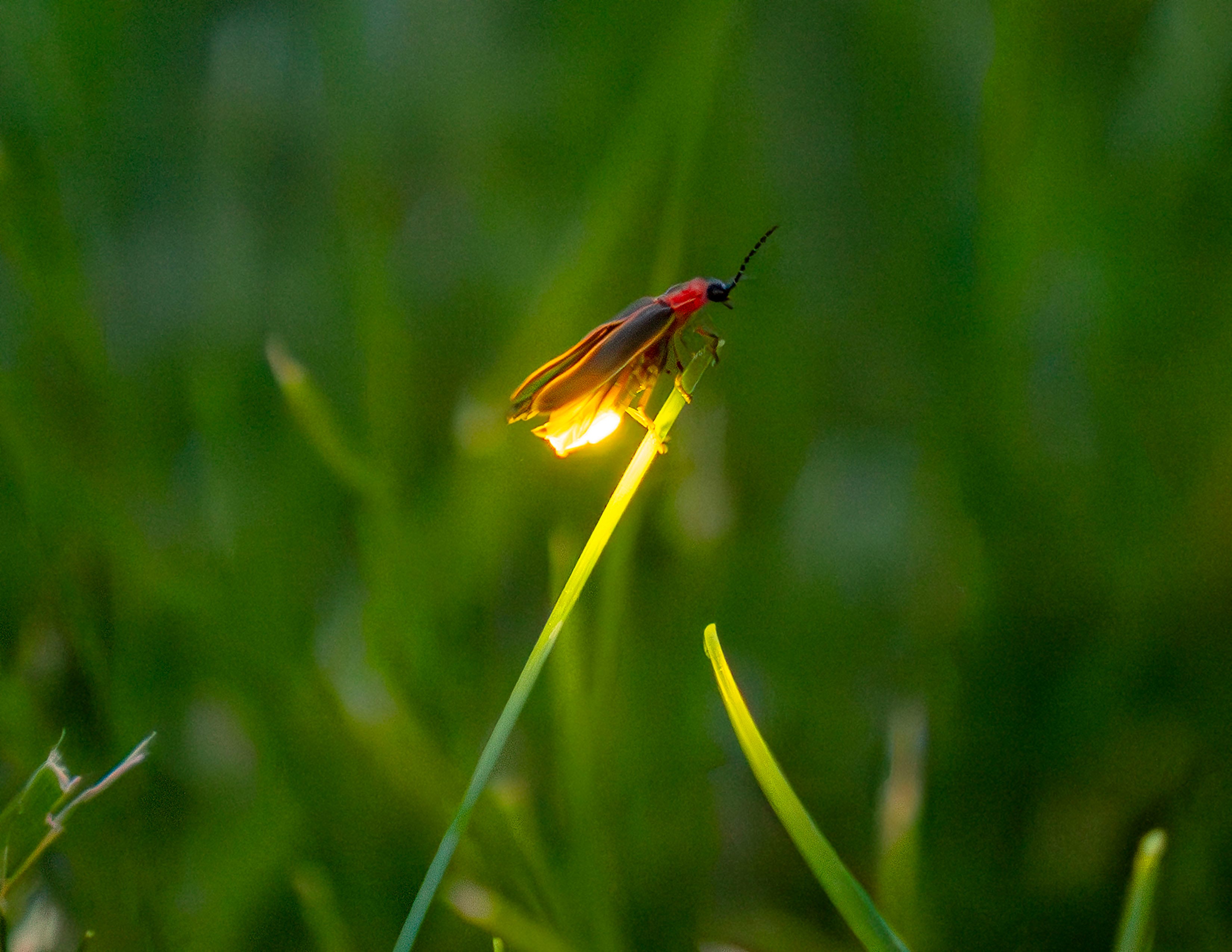 LSU AgCenter scientists launch project to restore fireflies to night sky