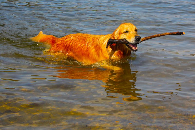 6 dog breeds that are made for swimming