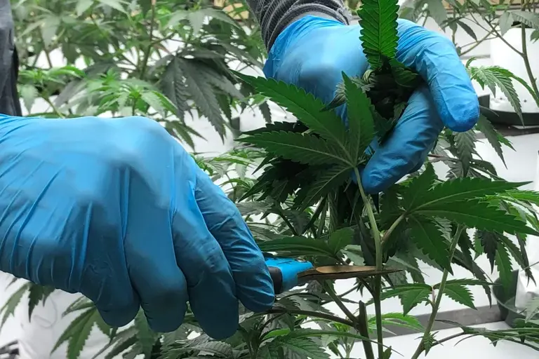 What to expect if Trump reclassifies marijuana