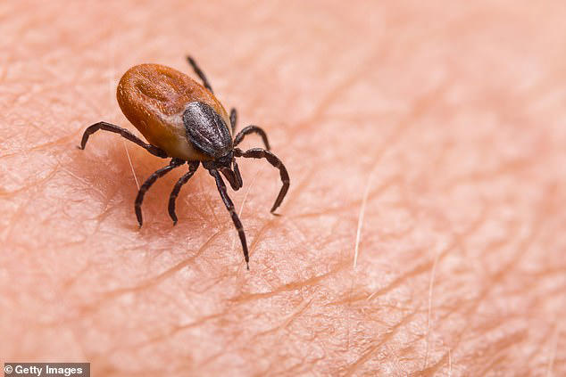 US military under investigation over claims it weaponized ticks to ...