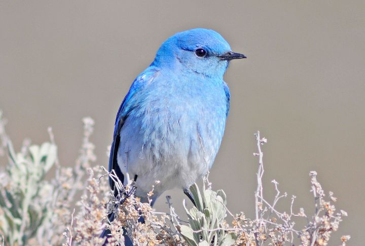 The official state bird of every state