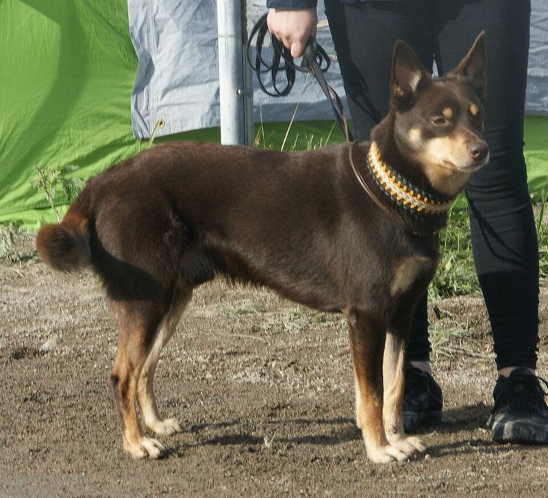 13 dog breeds that get restless from too much comfort – why soft lives ...