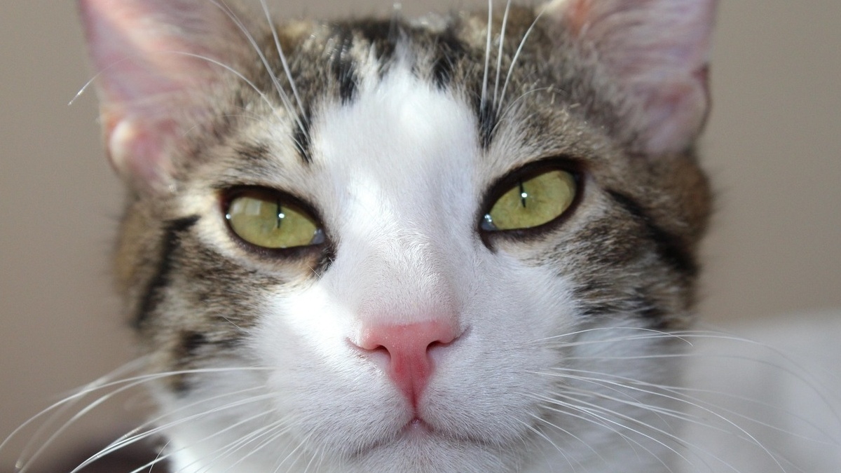 9 things your cat is trying to tell you with its tail movements