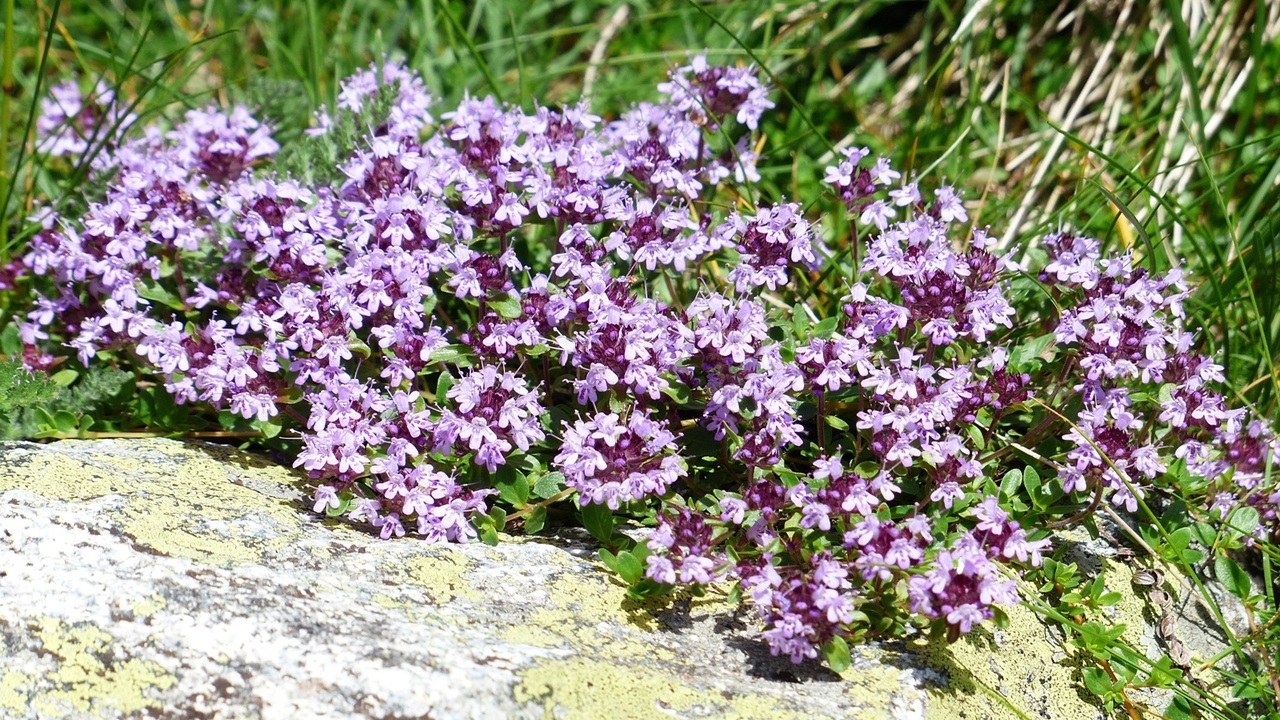 Cosa piantare nei punti più difficili del giardino?