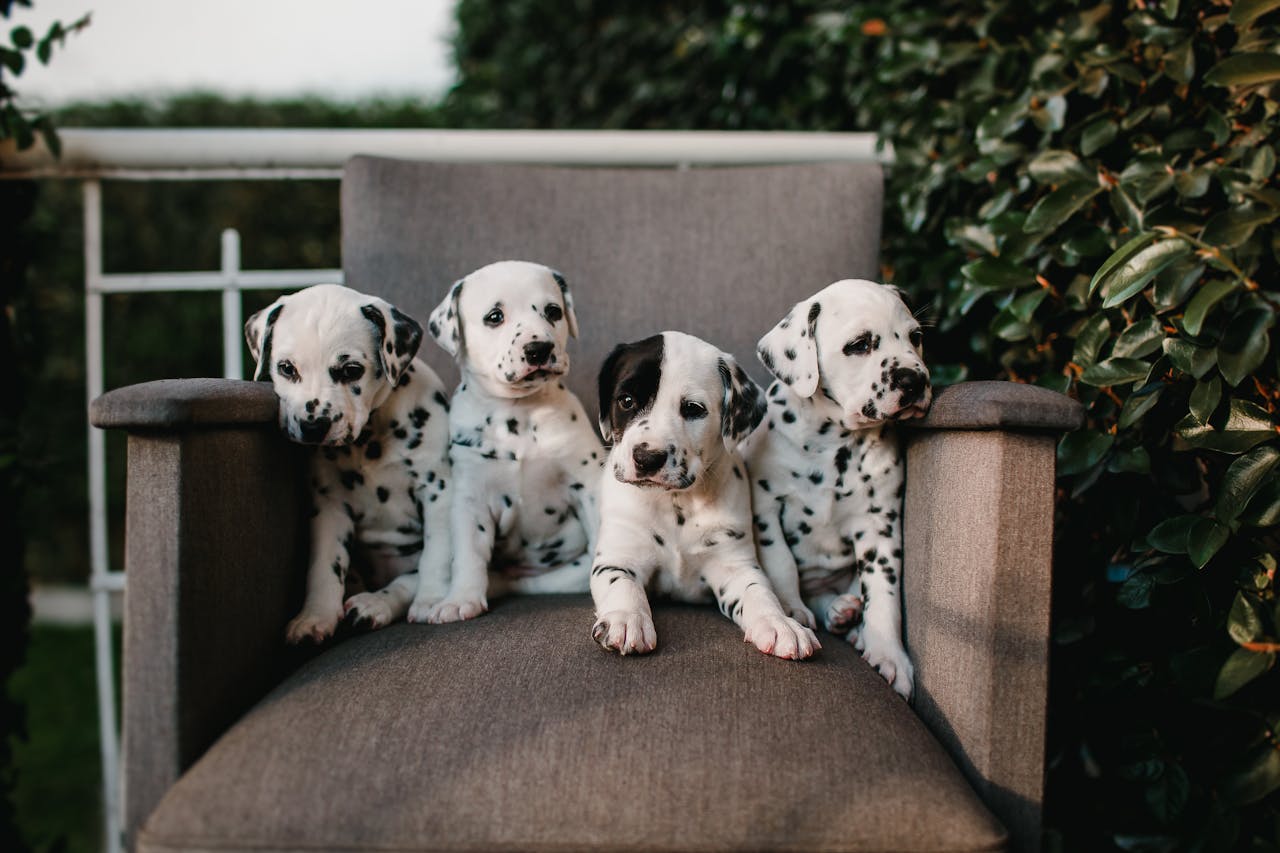 The most destructive dog breeds when left alone