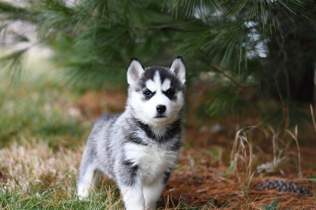The most destructive dog breeds when left alone