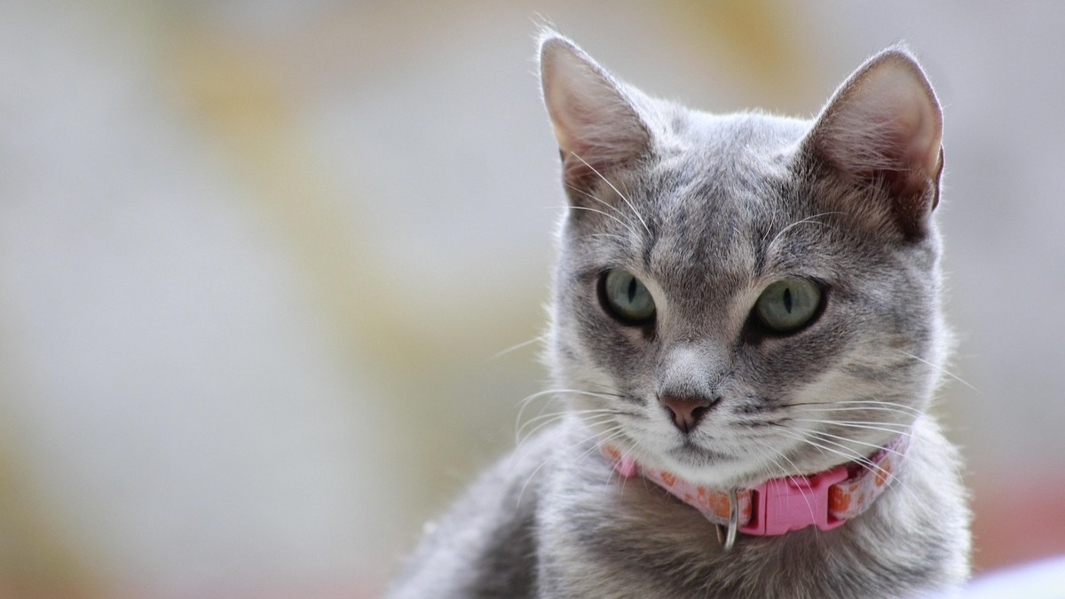 Tell your cat how much you love him in his own language (so he ...