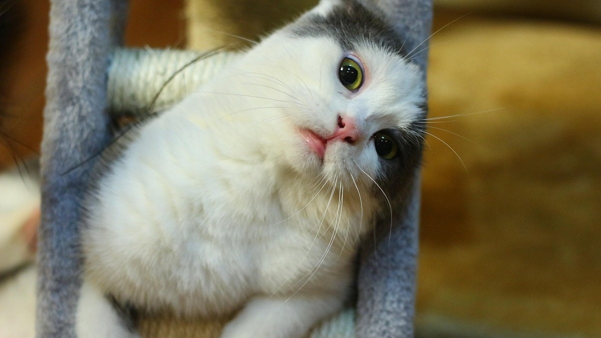 Your cat observes you and tries to imitate these 7 behaviors (because ...