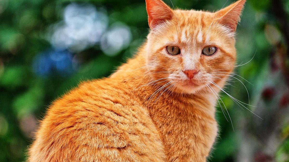 9 things your cat is trying to tell you with its tail movements