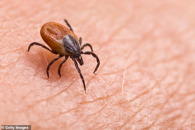 US military under investigation over claims it weaponized ticks to ...