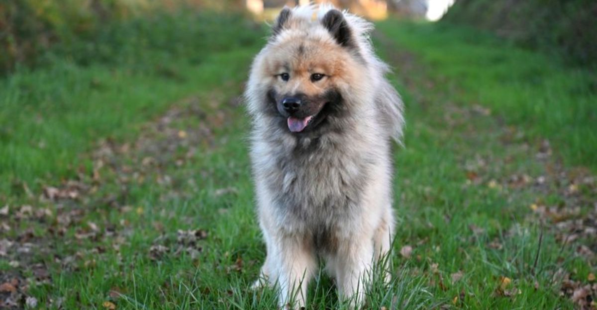 11 dog breeds that get "weird" when you rearrange furniture – what that ...