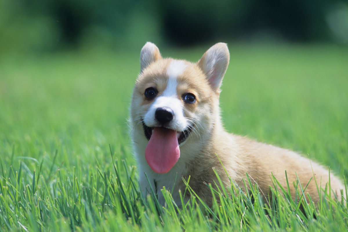 Energetic baby goat and corgi puppy are making us all tired just ...