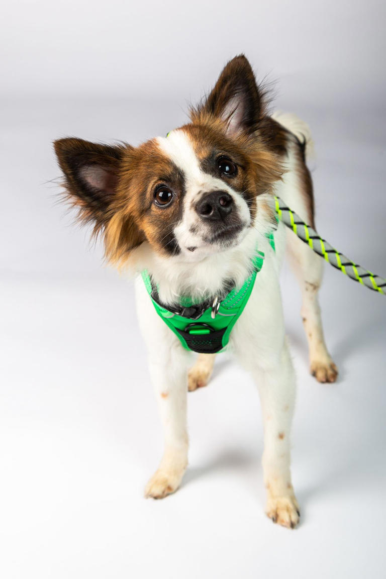 Channel 4’s The Dog House seeks loving homes in Lincolnshire as rescue ...