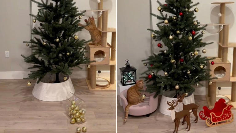 Video documents cat decorating his first ever Christmas tree