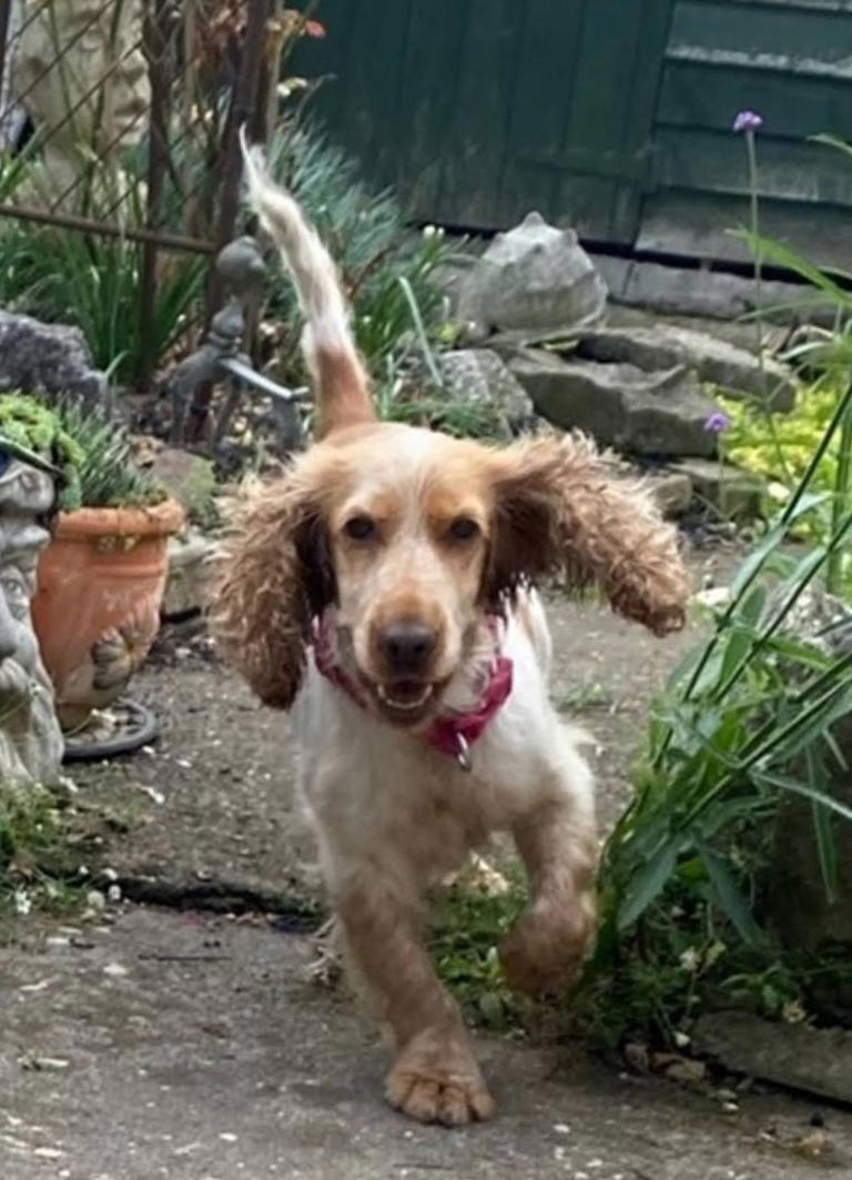 Meet Lottie the lurcher and 21 other dogs looking for a home in Bristol