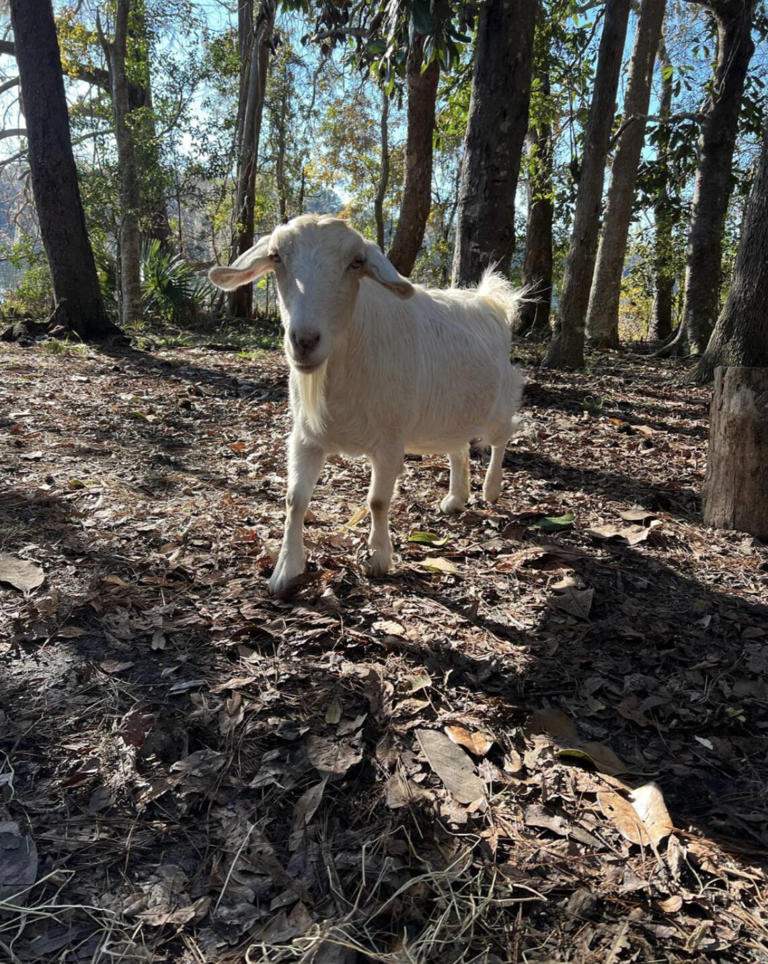 Goat stranded alone on island finally learns what it’s like to have a ...