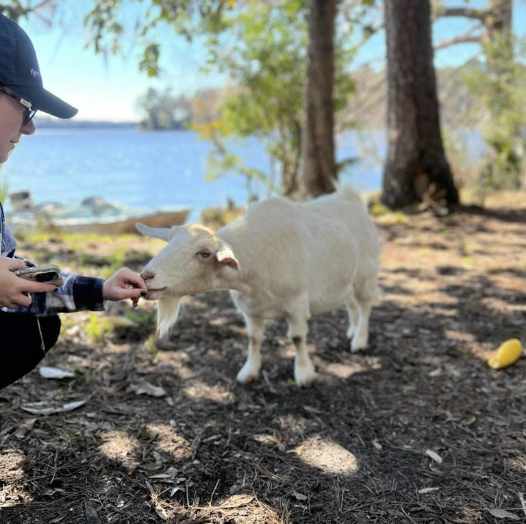 Goat stranded alone on island finally learns what it’s like to have a ...