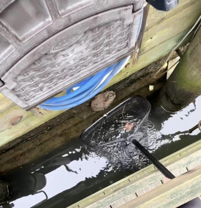 Woman spots fuzzy lump in boat dock crevice — then realizes it's breathing