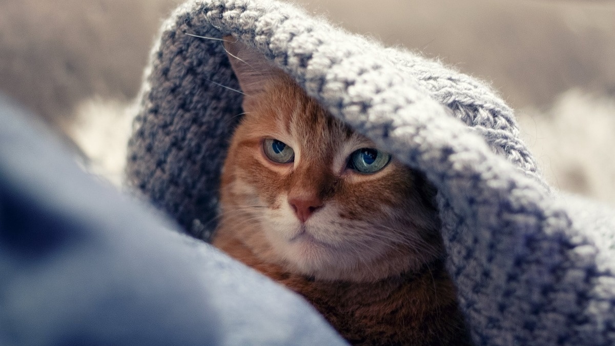 10 maneras efectivas de reducir el estrés de tu gato