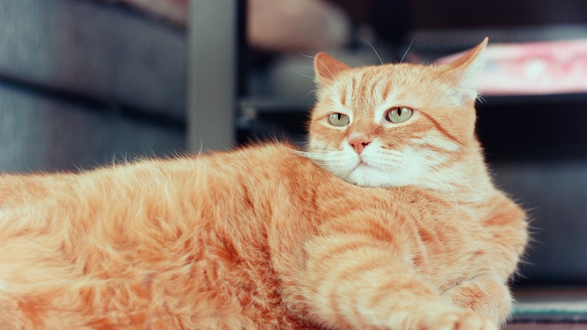 Pulgas en gatos: cómo detectarlas y eliminarlas a tiempo