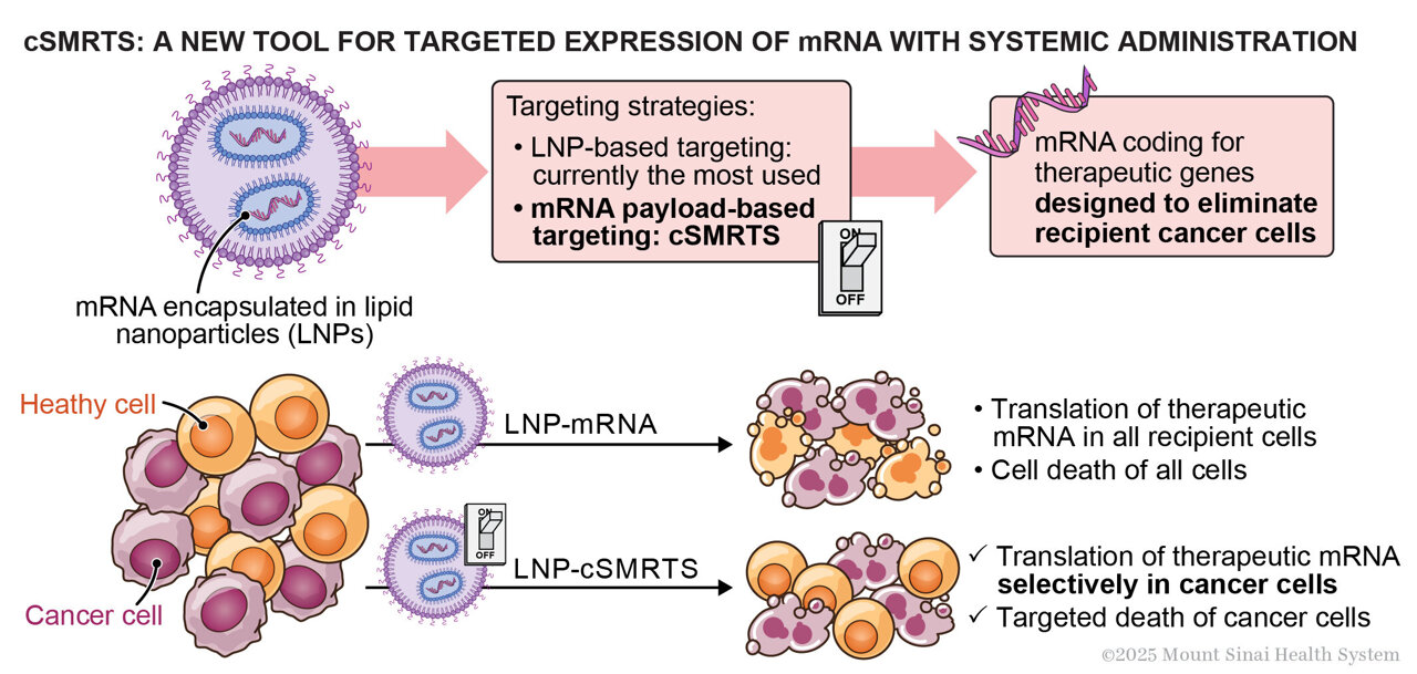 Scientists develop a smarter mRNA therapy that knows which cells to target