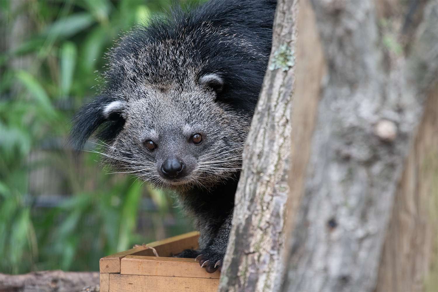 Binturong 'bearcat' attacks and bites keepers at the National Zoo ...