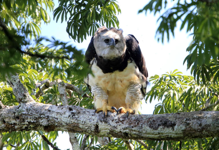 Scientists reveal why the harpy eagle sits at the top of the aerial ...
