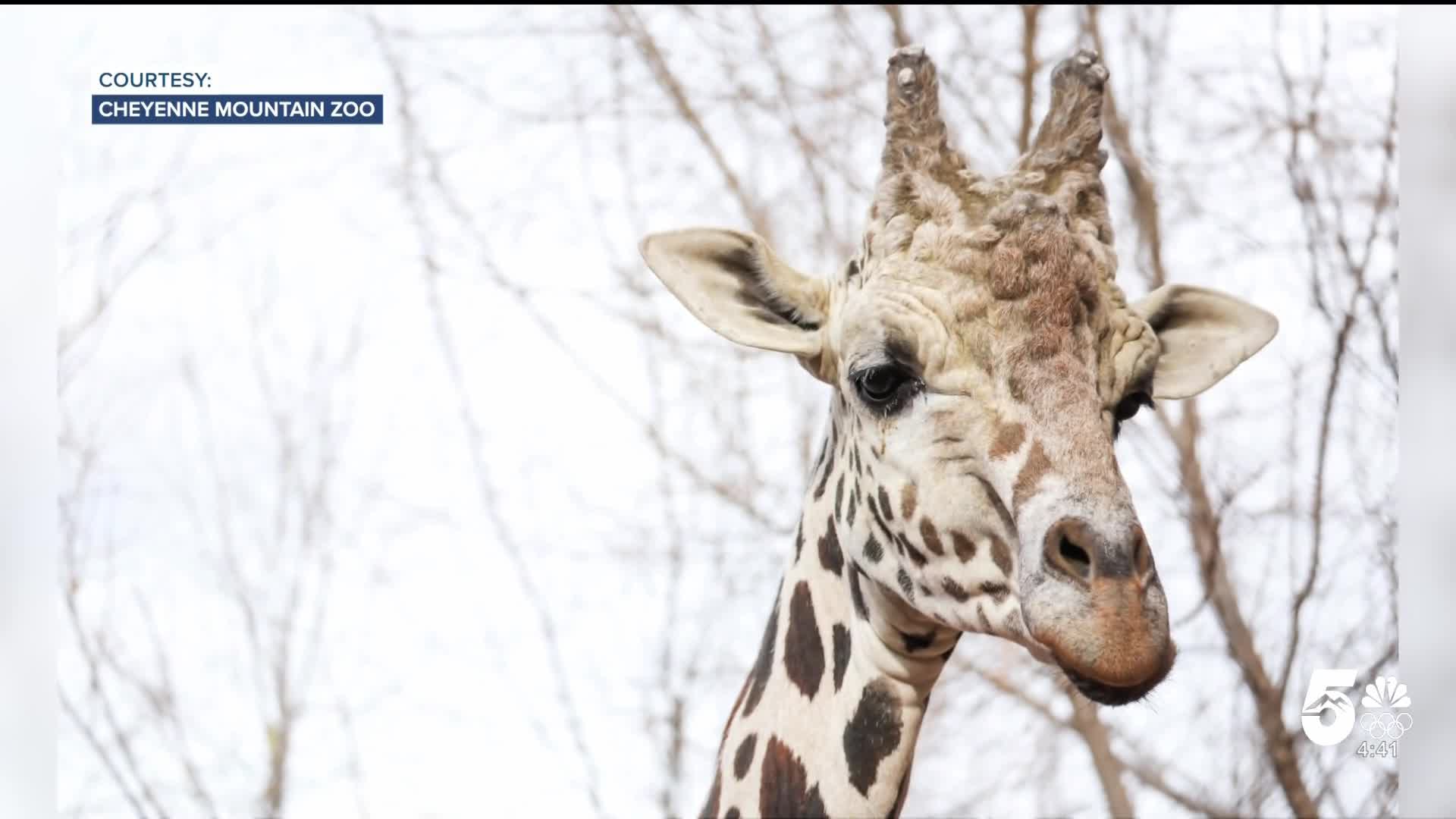 Cheyenne Mountain Zoo reflects on legacy of 17-year-old giraffe Khalid