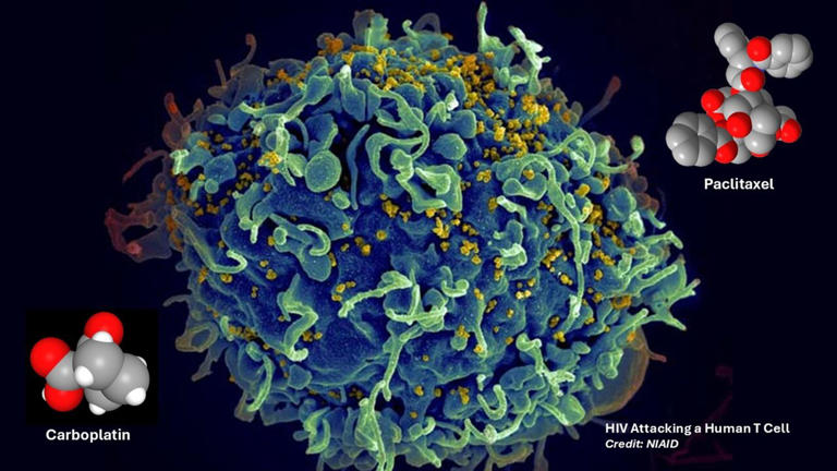 Dramatic drop in HIV-infected immune cells occurs in patient who ...