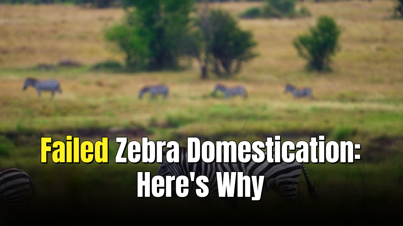 The real reason zebras were never domesticated like horses