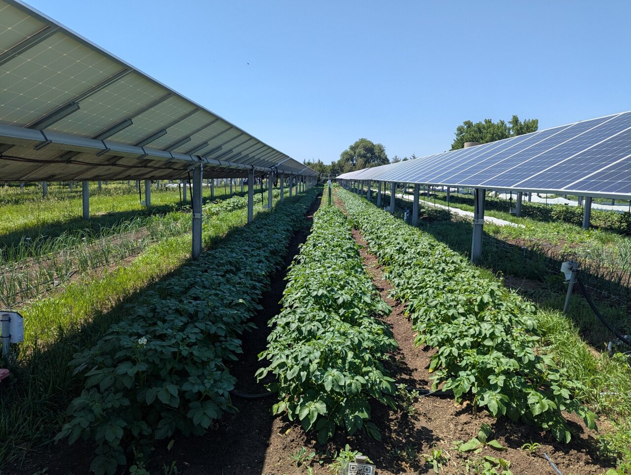Solar panels over crops may boost farmworkers' comfort