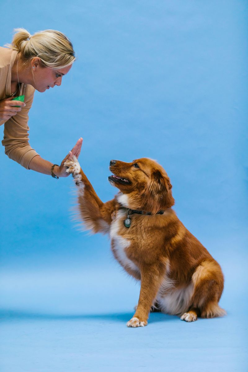7 common dog training myths you can stop believing, debunked by experts