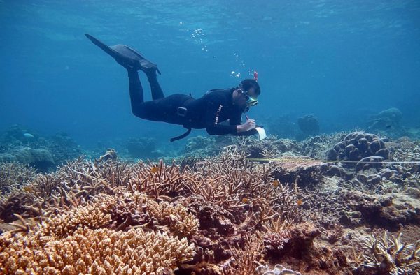 ‘Reefolution’ Respond to Marine Ecosystem Disruption