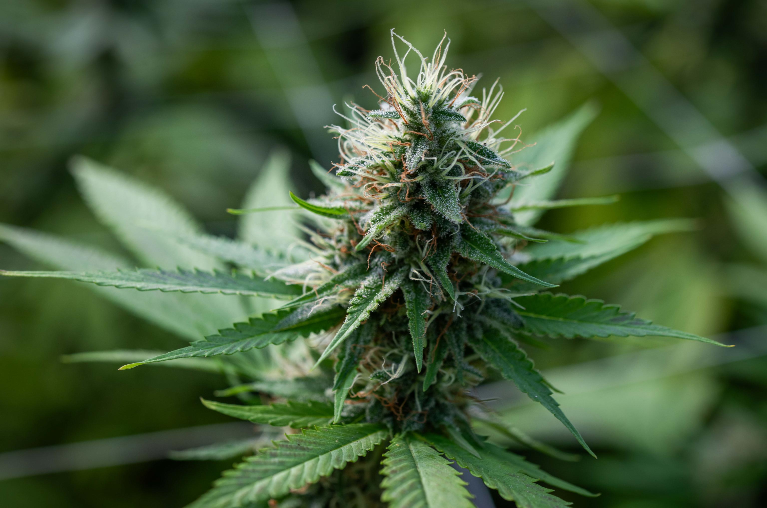 Si getta nel vuoto e muore, 'nella cannabis light un allucinogeno'