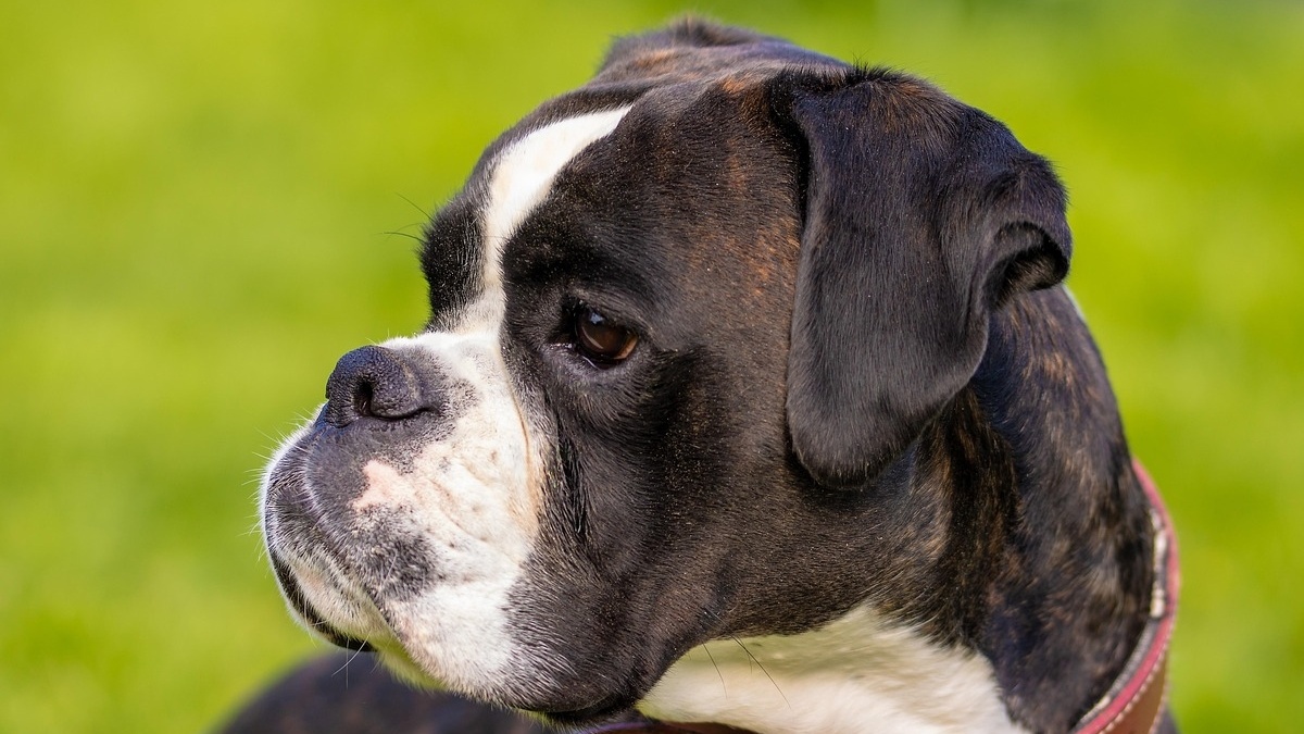 These 6 actions can make your dog feel bad without you knowing it