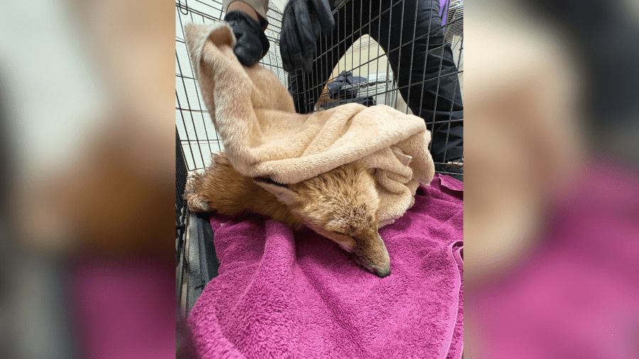 Fox rescued after getting stuck in fence in Fairfax County