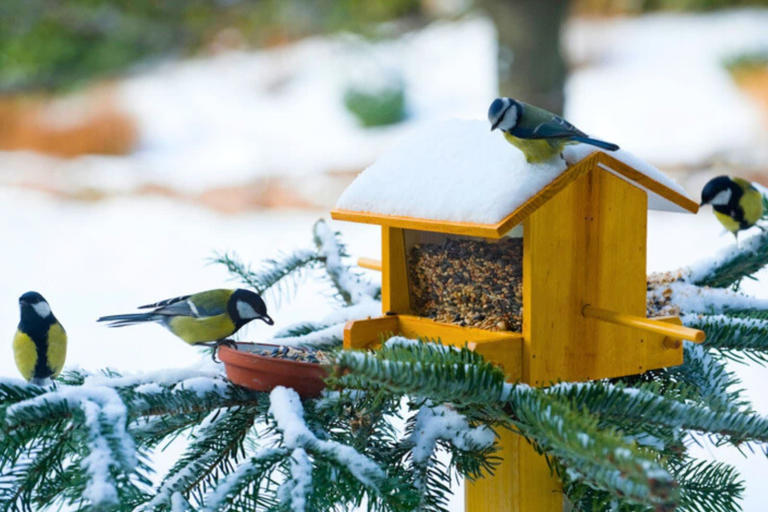 You probably have one at home: this sports item can save birds' lives ...